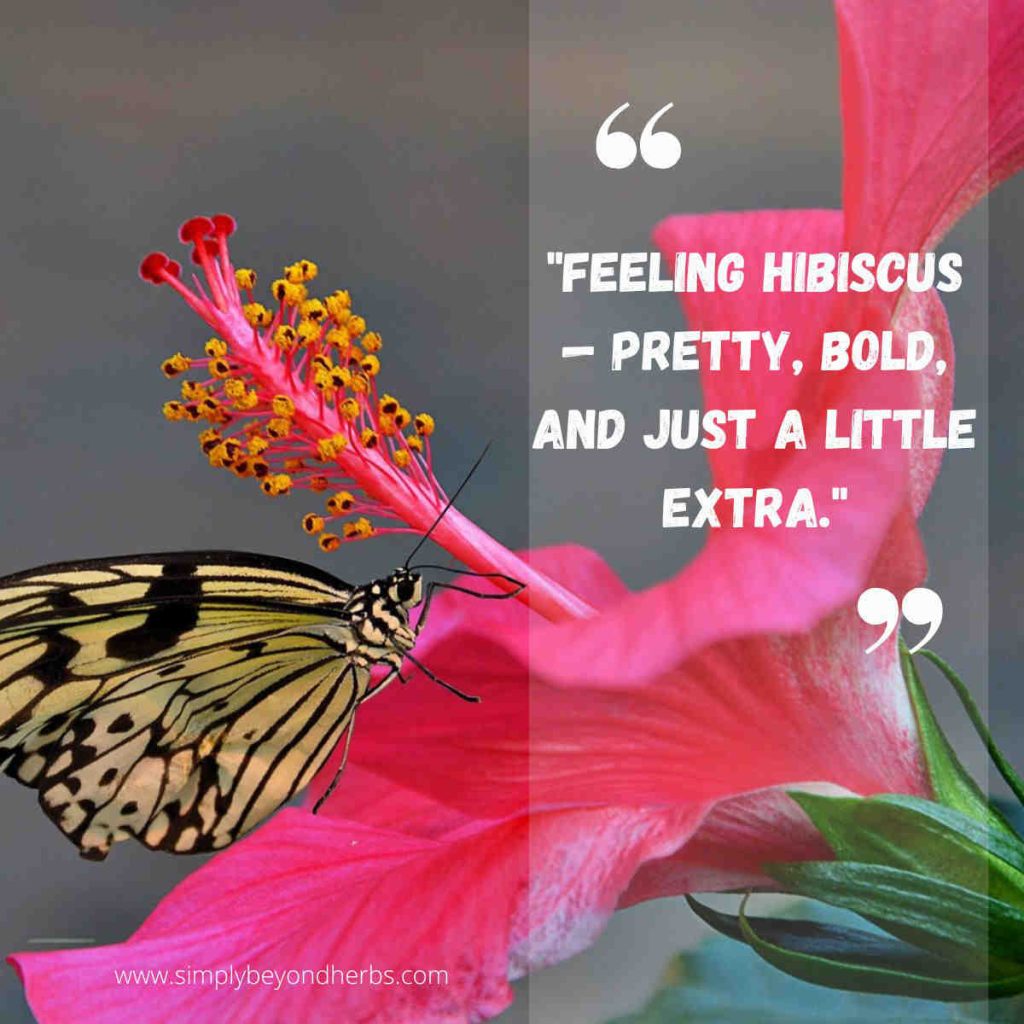 250+ Best Hibiscus Flower Quotes and Captions for Instagram ...