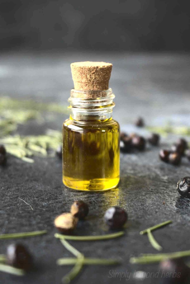 Juniper Berry Oil for Body and Bath - SimplyBeyondHerbs