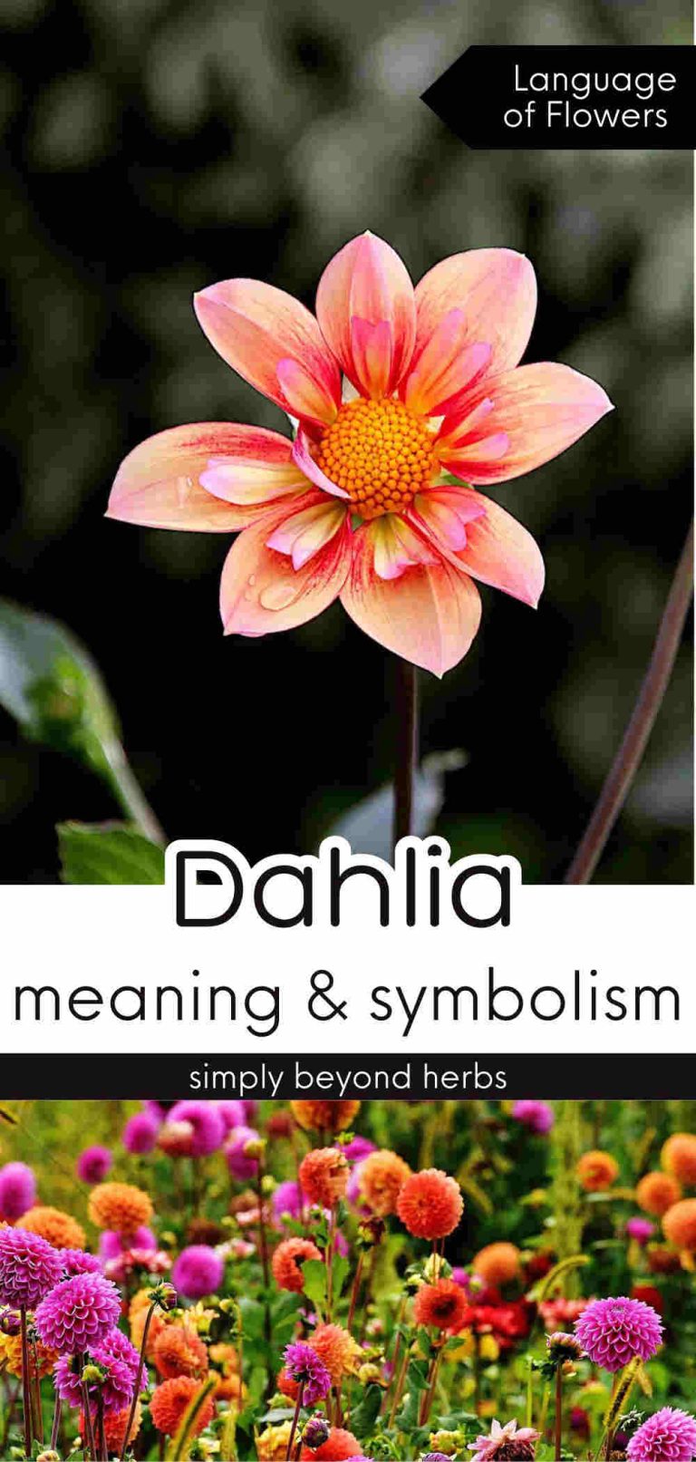 Dahlia Flower Meaning and Symbolism - SimplyBeyondHerbs