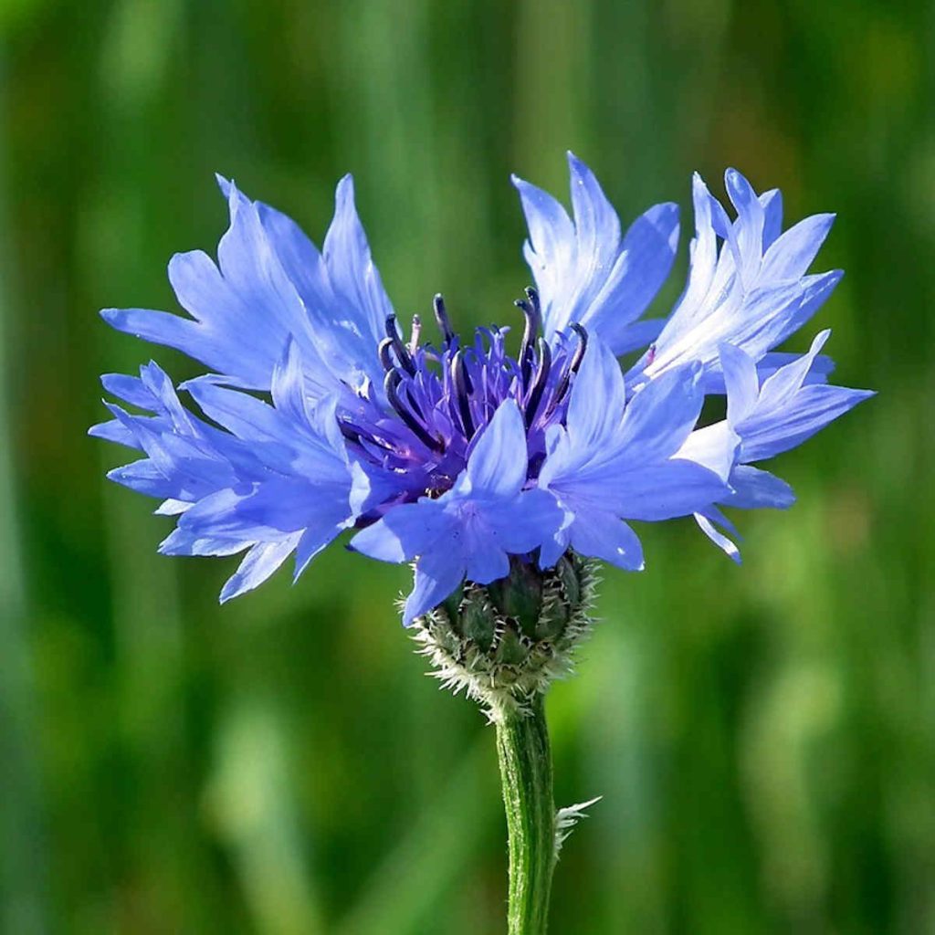 Cornflower Meaning and Symbolism: Ultimate Guide - SimplyBeyondHerbs