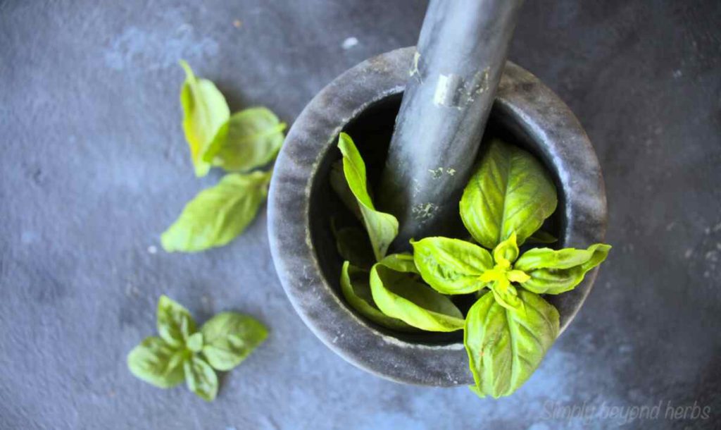 Basil Infused Olive Oil - 3 ways to make Basil oil at home ...