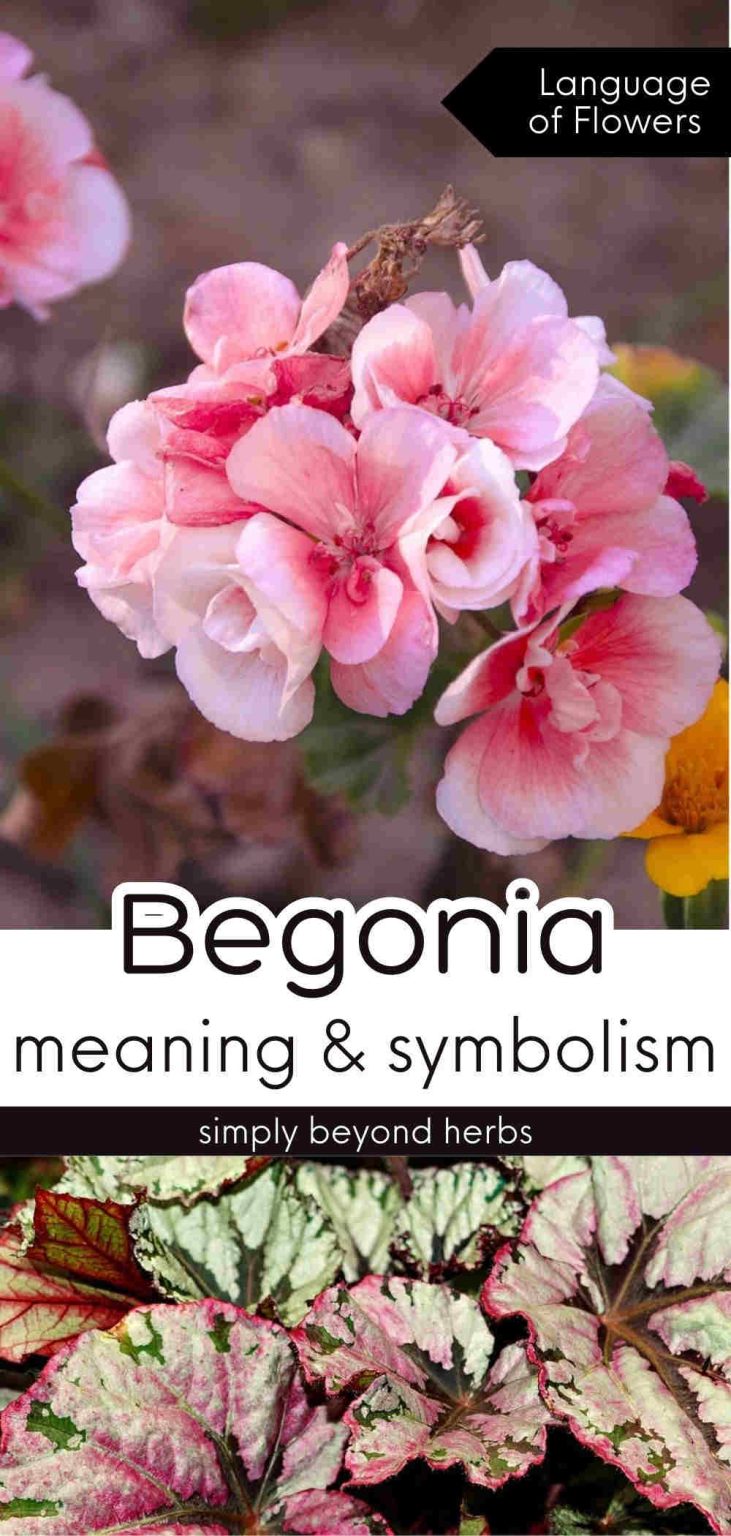 Begonia Flower Meaning and Symbolism - SimplyBeyondHerbs