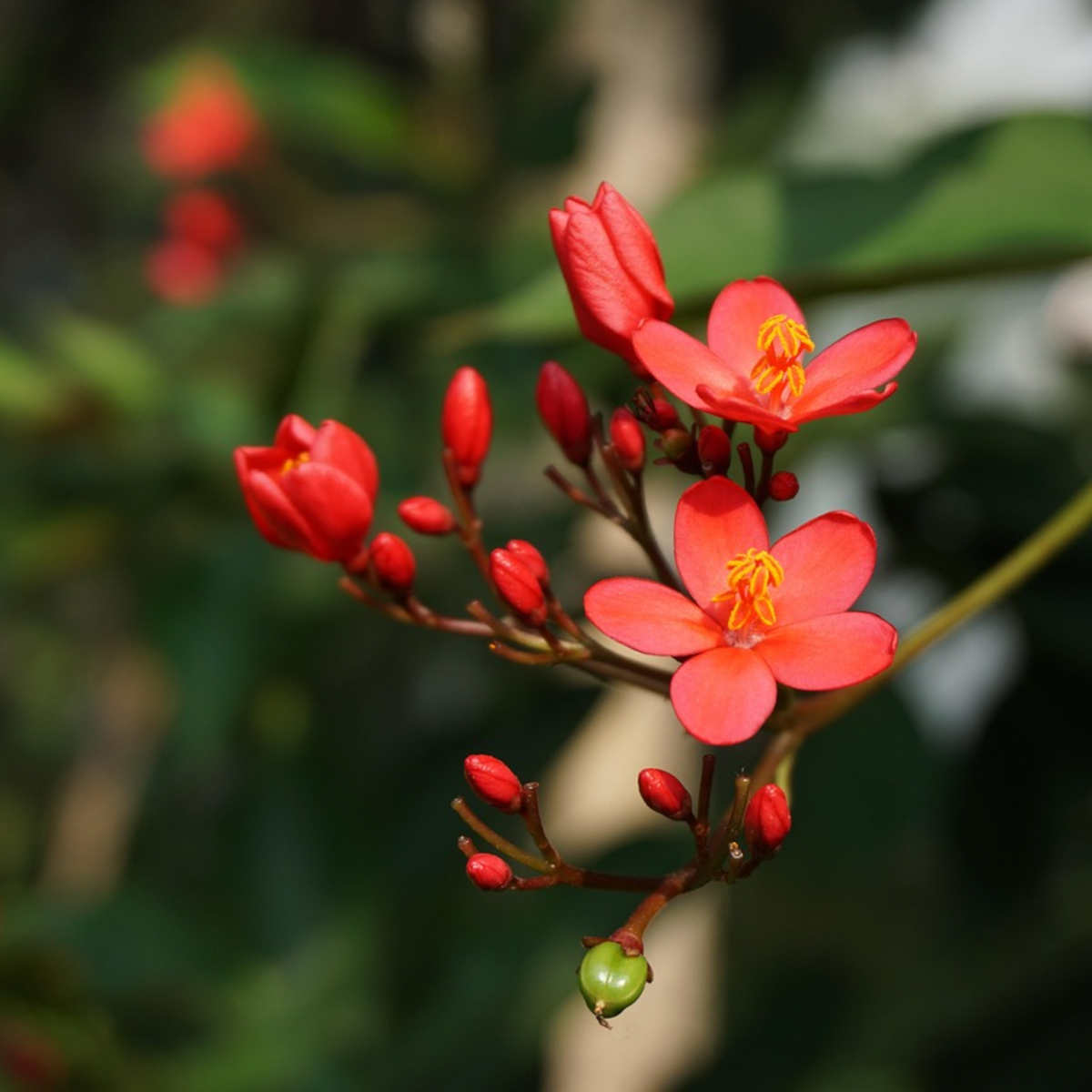 Begonia Flower Meaning and Symbolism - SimplyBeyondHerbs