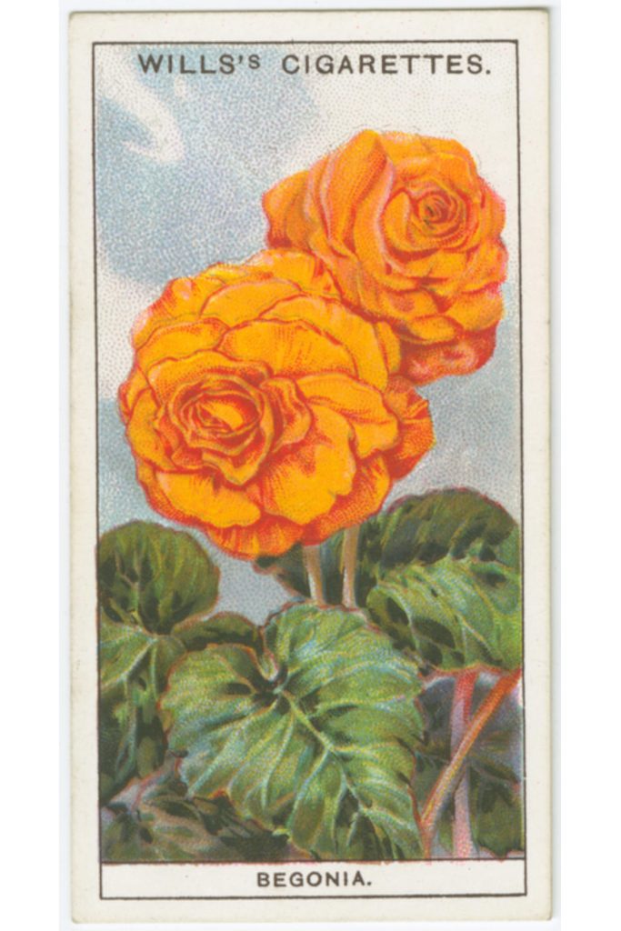 Begonia Flower Meaning and Symbolism - SimplyBeyondHerbs