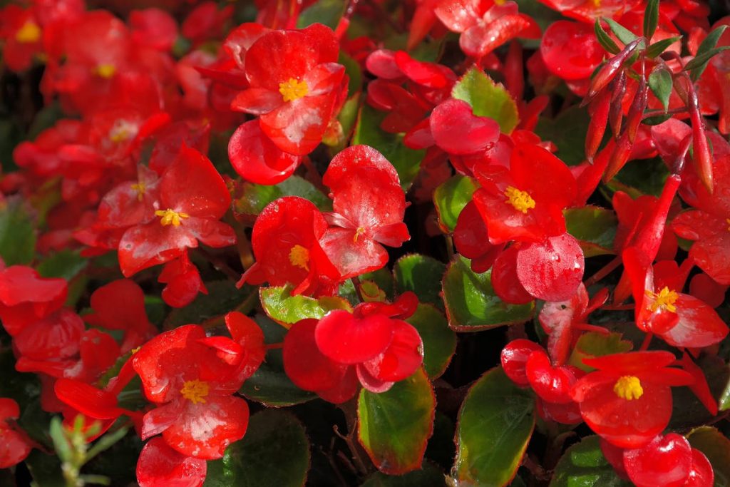 Begonia Flower Meaning and Symbolism - SimplyBeyondHerbs