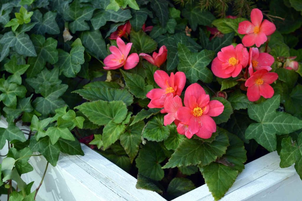 Begonia Flower Meaning and Symbolism - SimplyBeyondHerbs