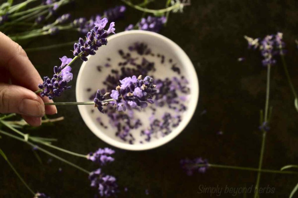 Lavender Sugar from Fresh or Dried Lavender - SimplyBeyondHerbs