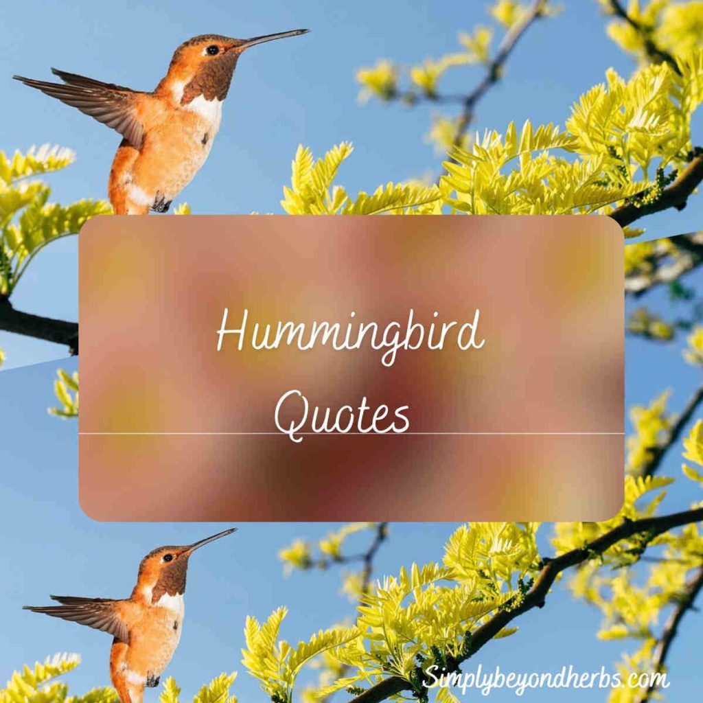 250+ Hummingbird Quotes that bring joy - SimplyBeyondHerbs