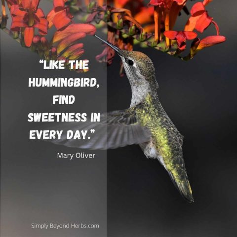 250+ Hummingbird Quotes that bring joy - SimplyBeyondHerbs