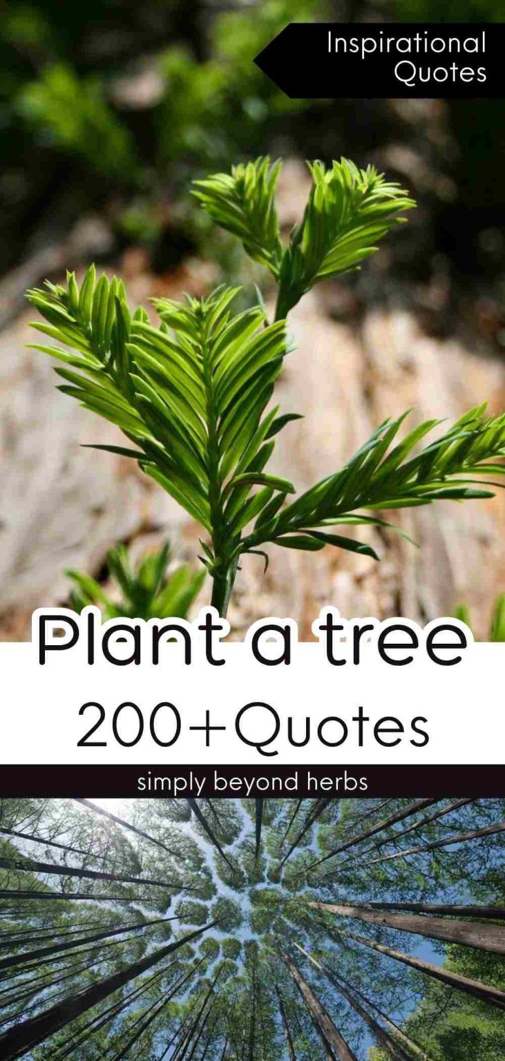 200+ Plant a Tree Quotes and Sayings - SimplyBeyondHerbs