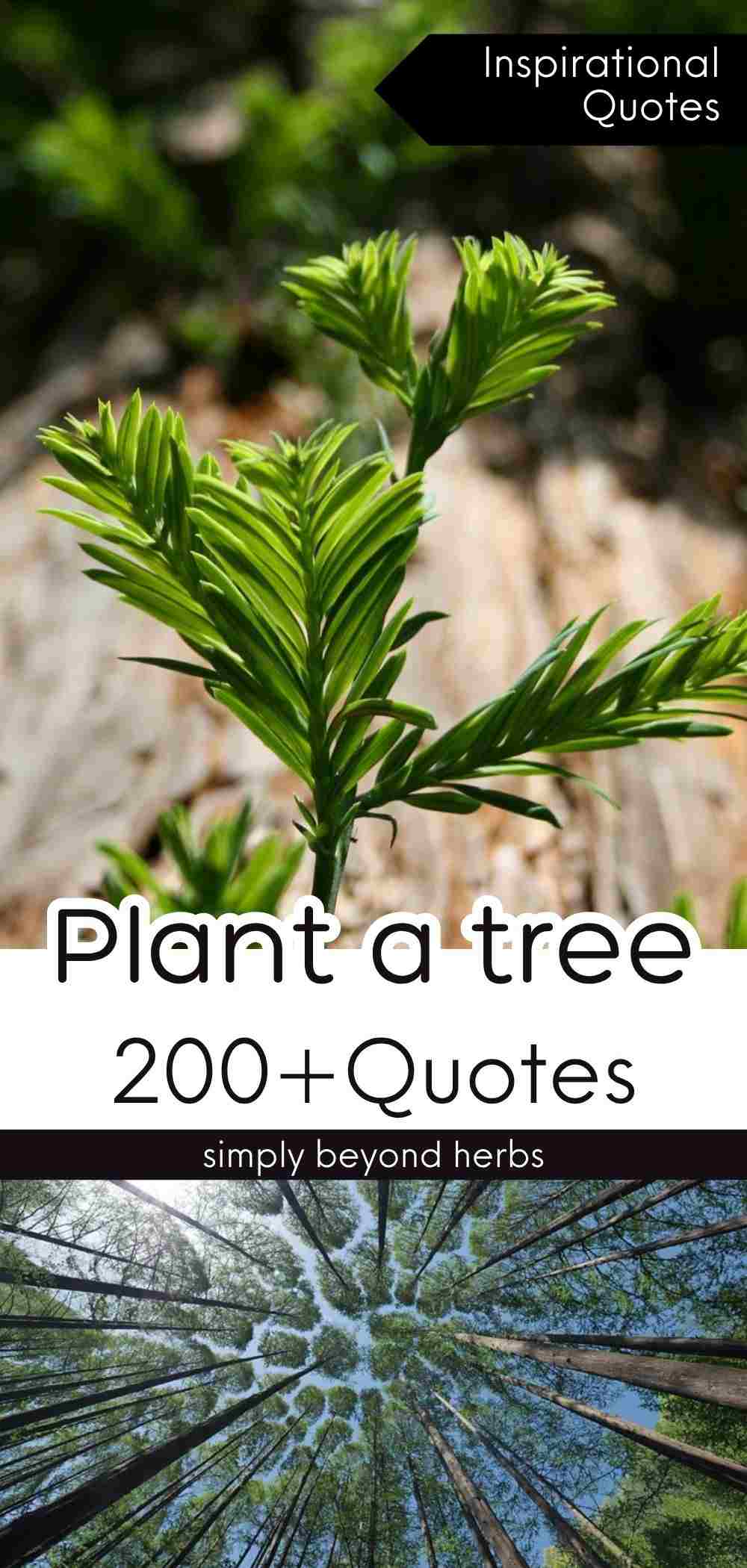 200+ Plant a Tree Quotes and Sayings - SimplyBeyondHerbs