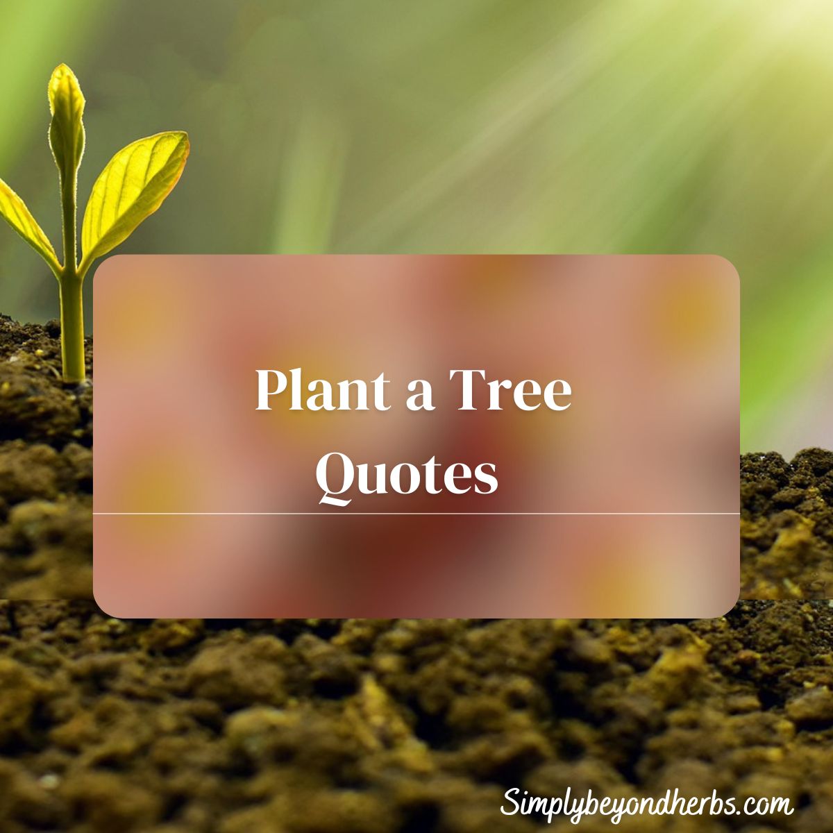 250 Best Lavender Quotes and Captions to Inspire you - SimplyBeyondHerbs