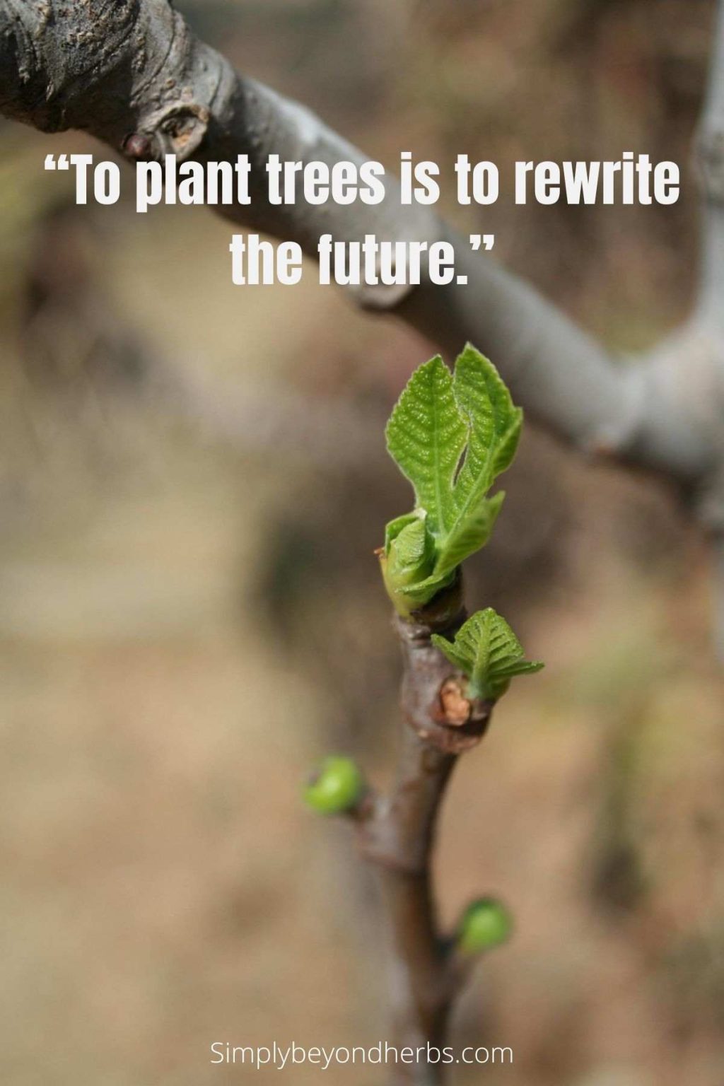 200+ Plant a Tree Quotes and Sayings - SimplyBeyondHerbs