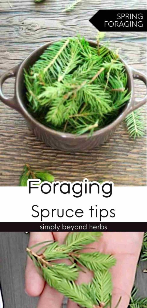 Spruce Tips: How to Identify, Harvest, and Use Them - SimplyBeyondHerbs